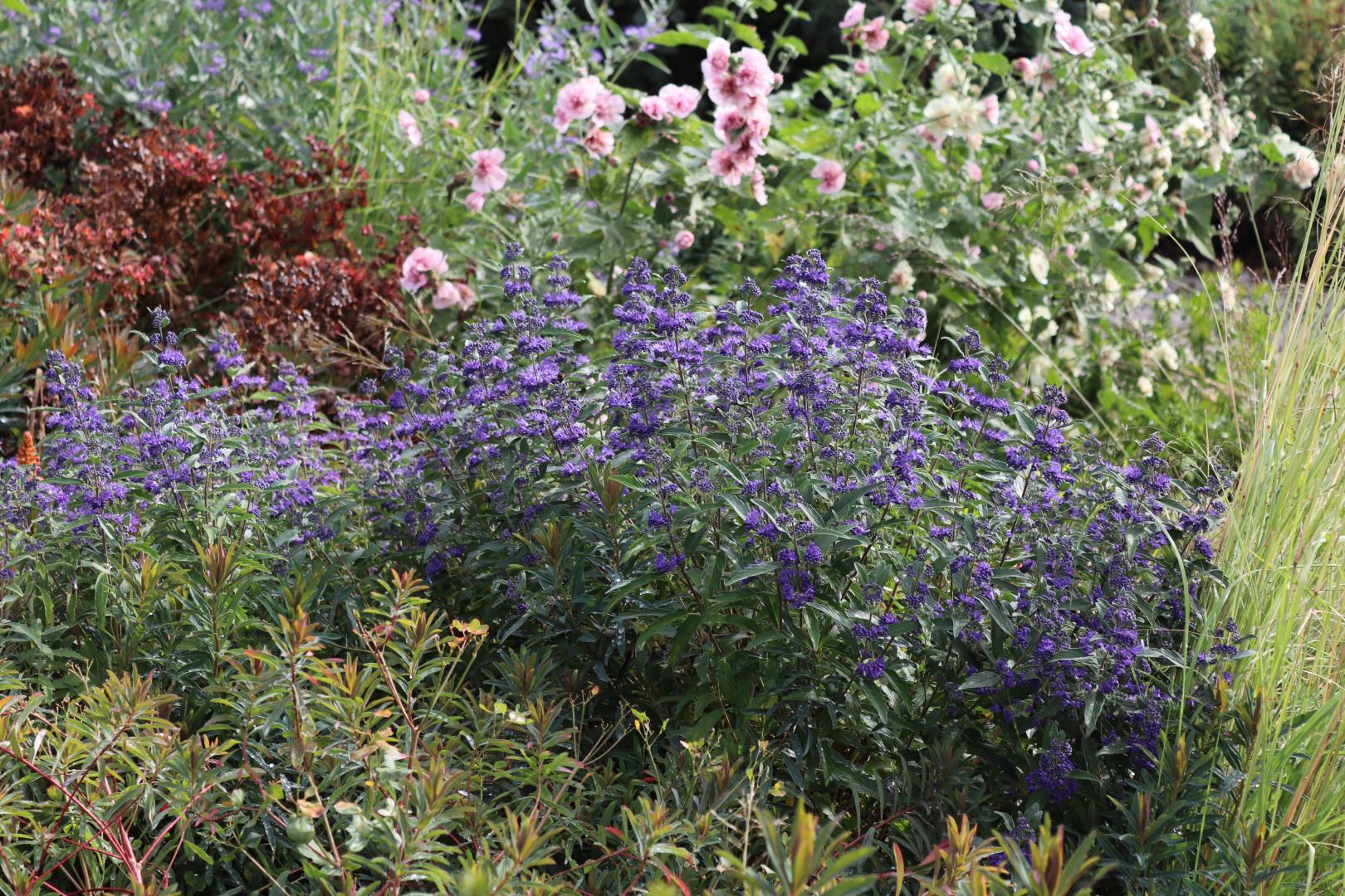 Startseite - Gärtnerei KLENART STAUDEN